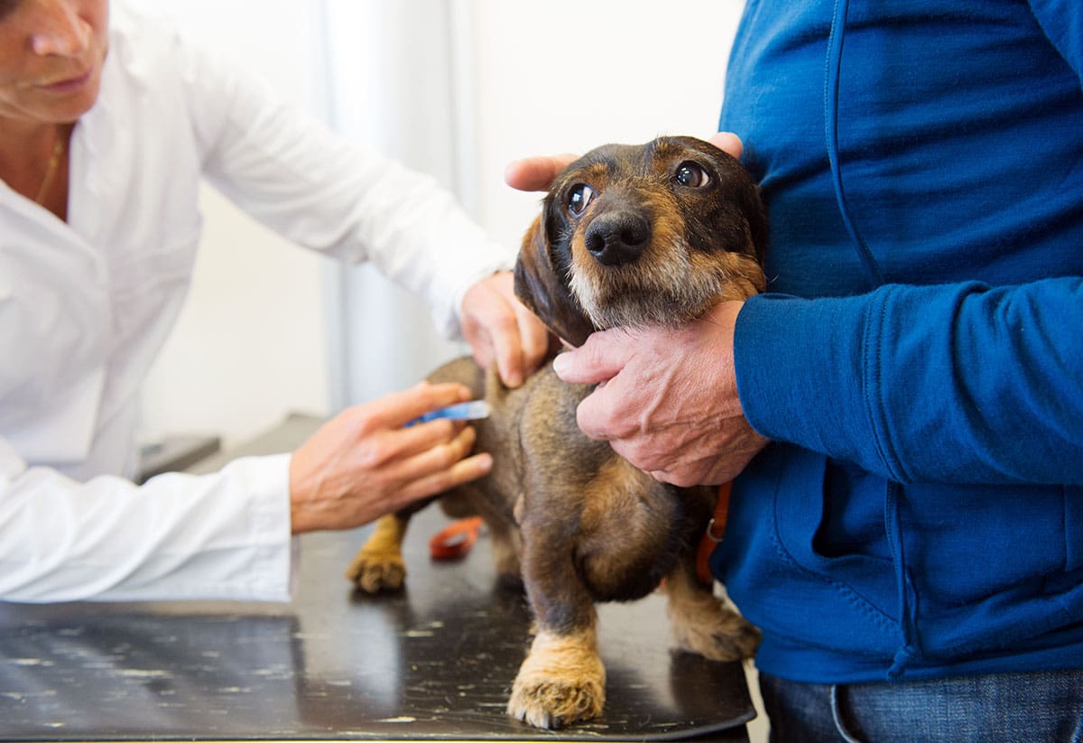 Veterinary Care Recovery Behavior Services for Dogs in Portland, OR ...