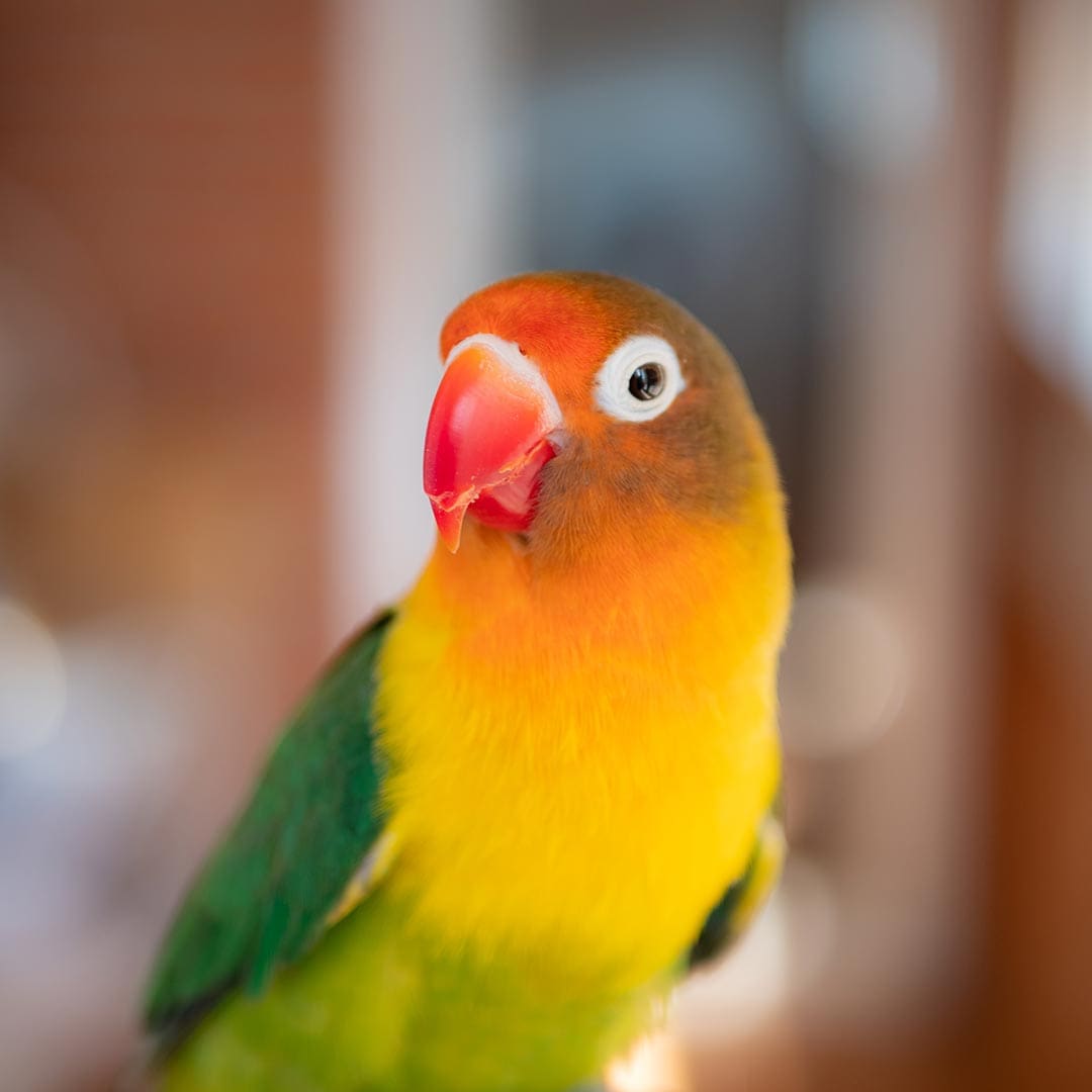 Bird Training in Portland, OR - Synergy Veterinary Behavior
